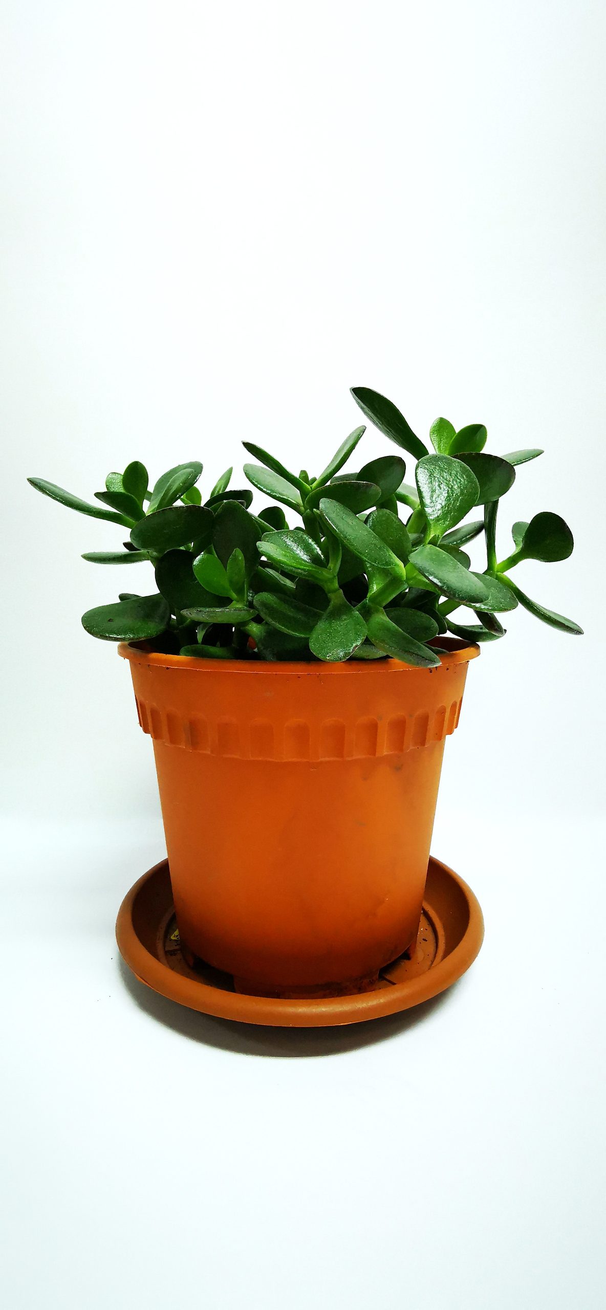 Jade plant in terracotta pot – Sure Feel Good